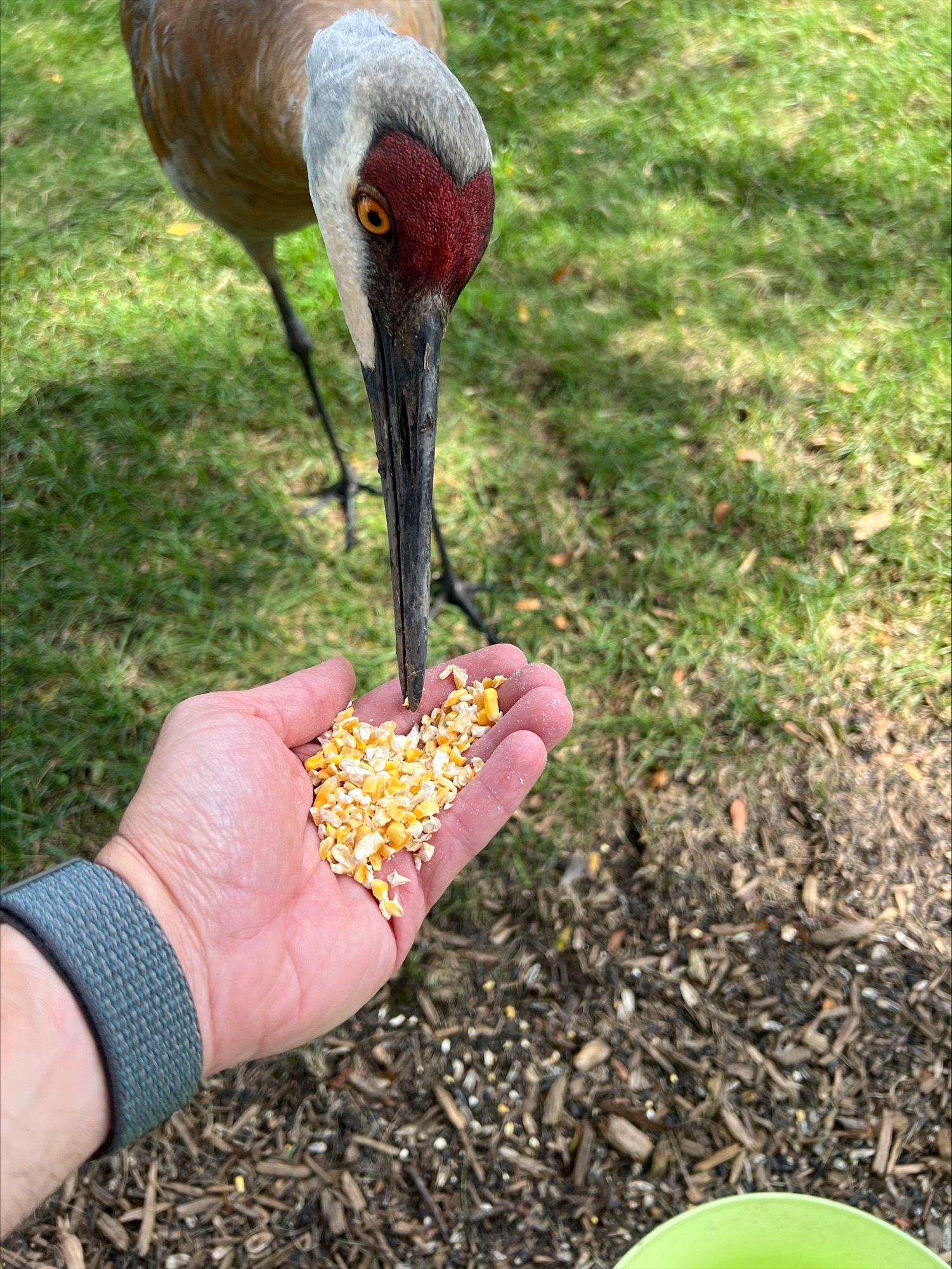 Erik Hart Birds in Yard - Security Current